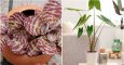 11 Beautiful Houseplants With Shaped-Tiger Pattern Leaves