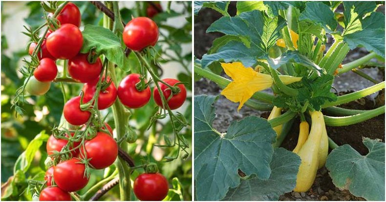 12 Common Vegetables For Alkaline Soils