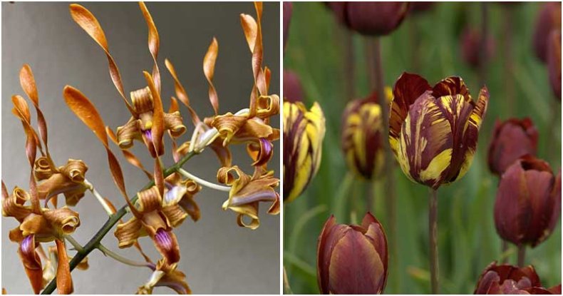 14 Best Beautiful Varieties of Brown Flowers
