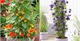 22 Best Vine Plants To Grow In Containers