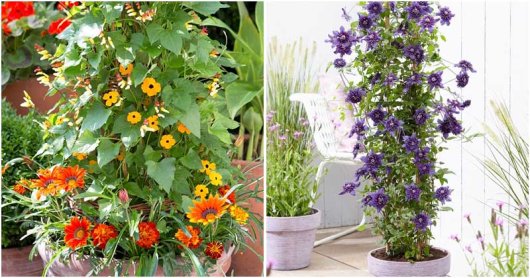 22 Best Vine Plants To Grow In Containers