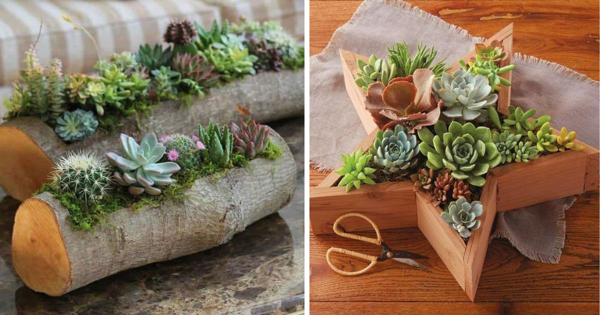 17 Charming DIY Cactus and Succulent Dish Gardens to Brighten Your Space
