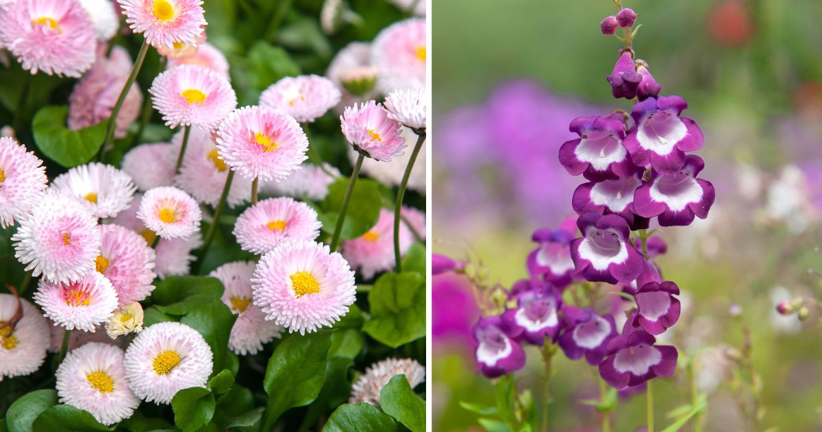 25 Classic Flowers That Bring Cottage Garden Charm to Life