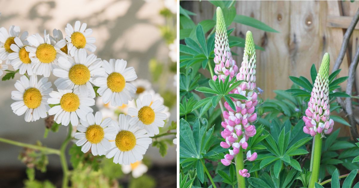 Plants That Help Your Garden