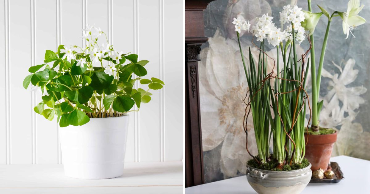 13 Elegant Houseplants with White Flowers That Brighten Any Room