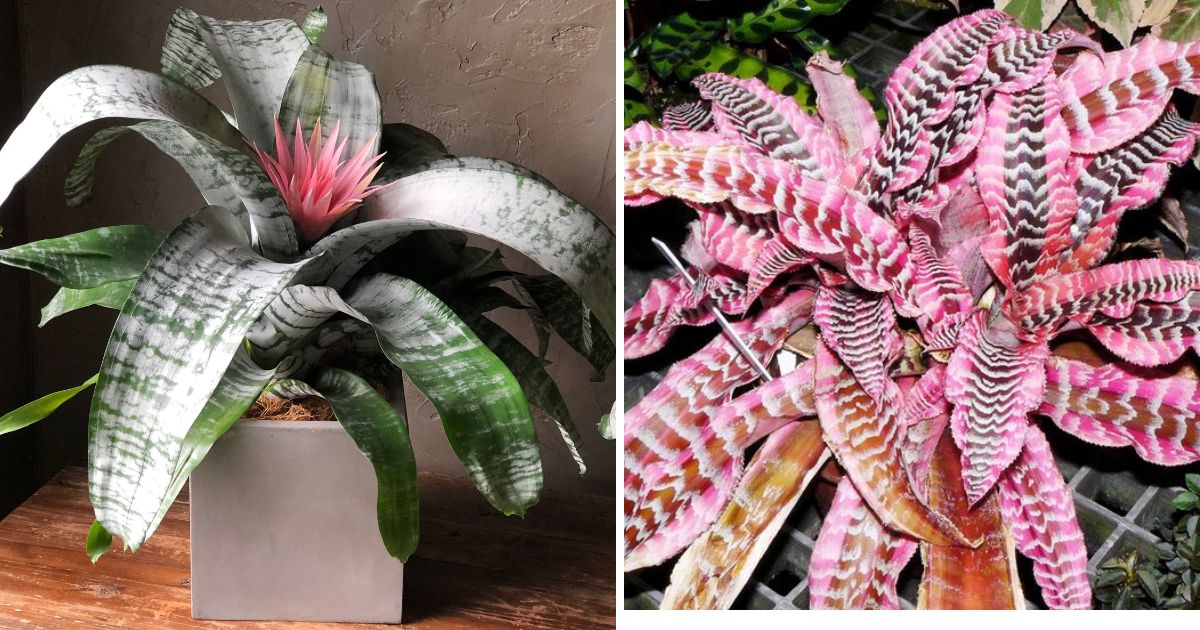 11 Stunning Houseplants With Tiger-Like Patterns You’ll Want in Your ...
