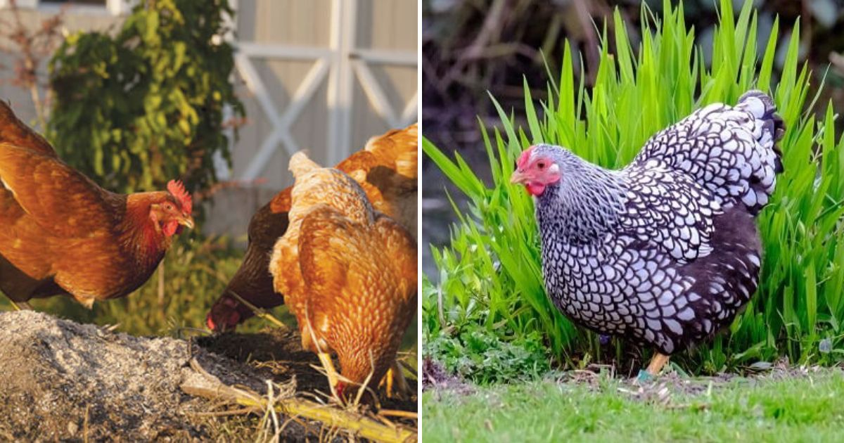 8 Surprising Ways Chickens Make Your Garden Thrive Naturally