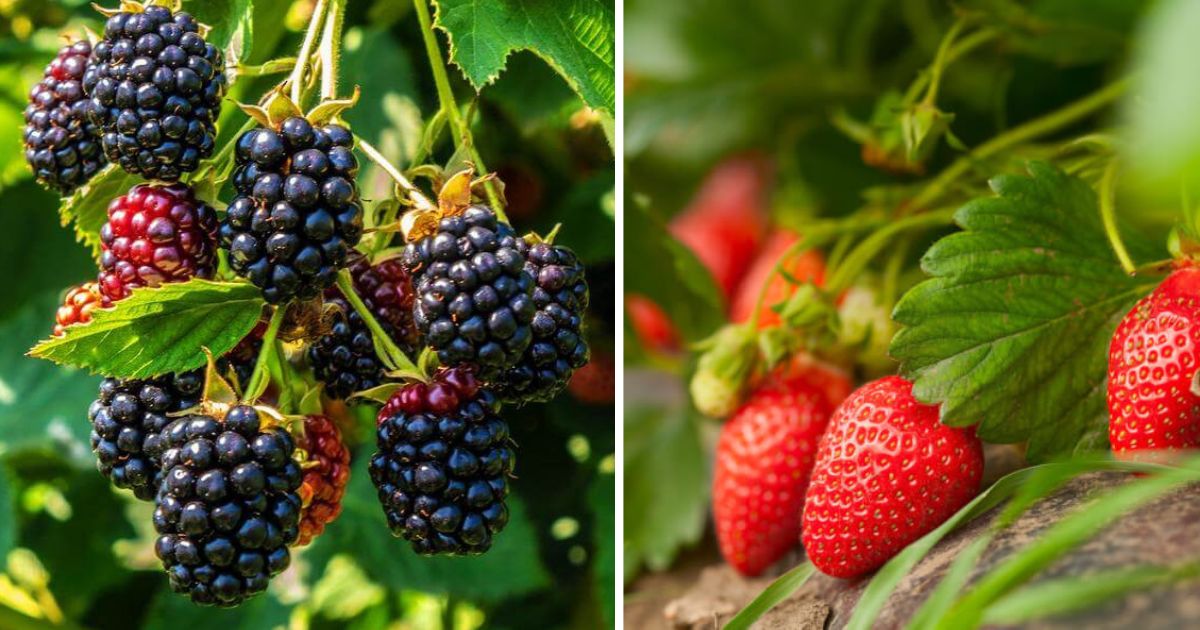 12 Delicious Berry Vines That Are Perfect for Small Gardens