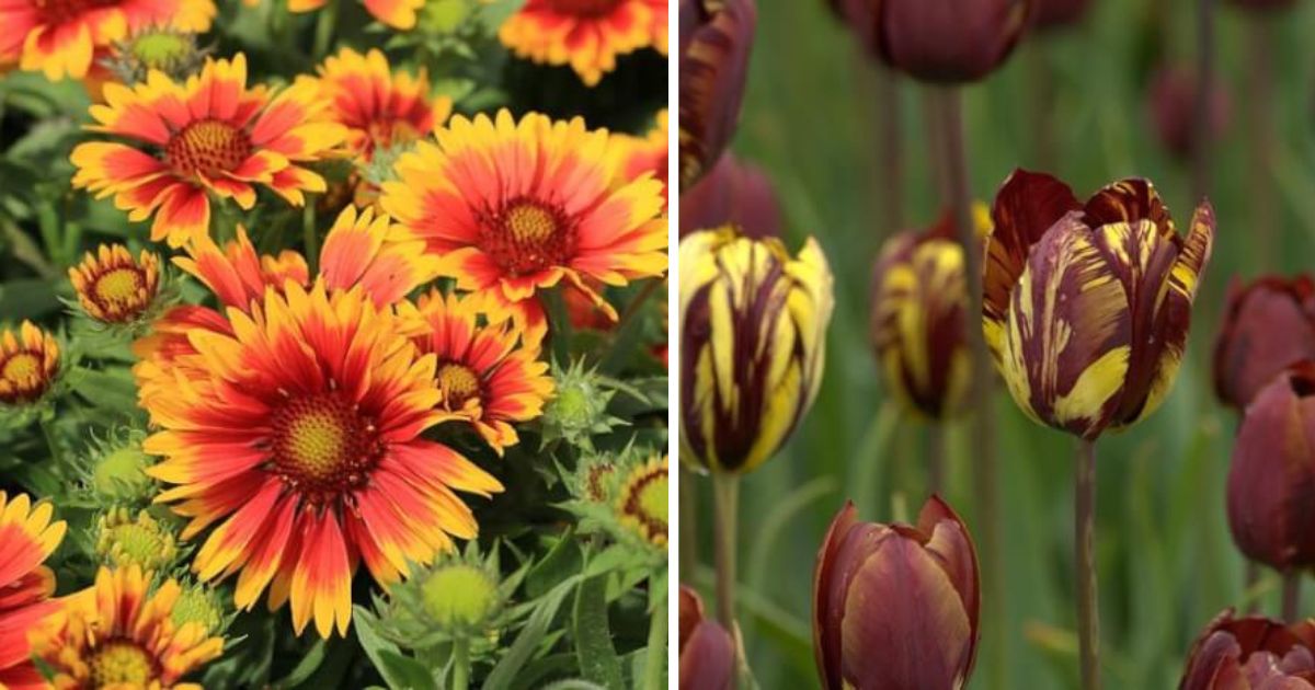 14 Striking Brown Flowers That Add Depth and Warmth to Any Garden