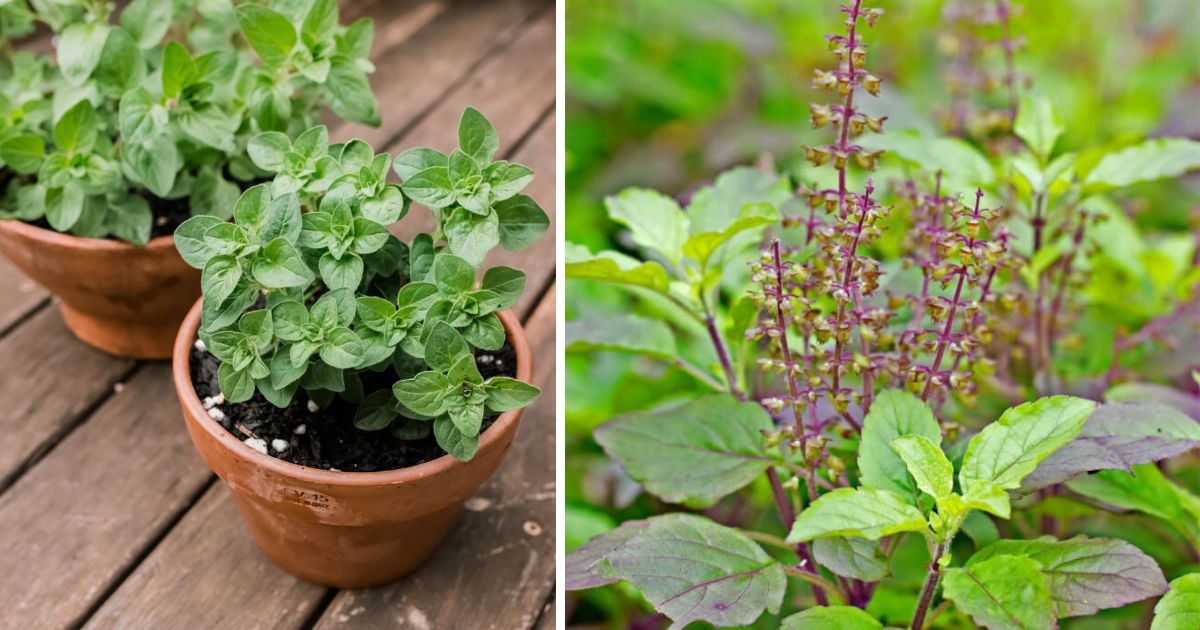 13 Powerful Herbs That Soothe Coughs and Colds You Can Grow at Home