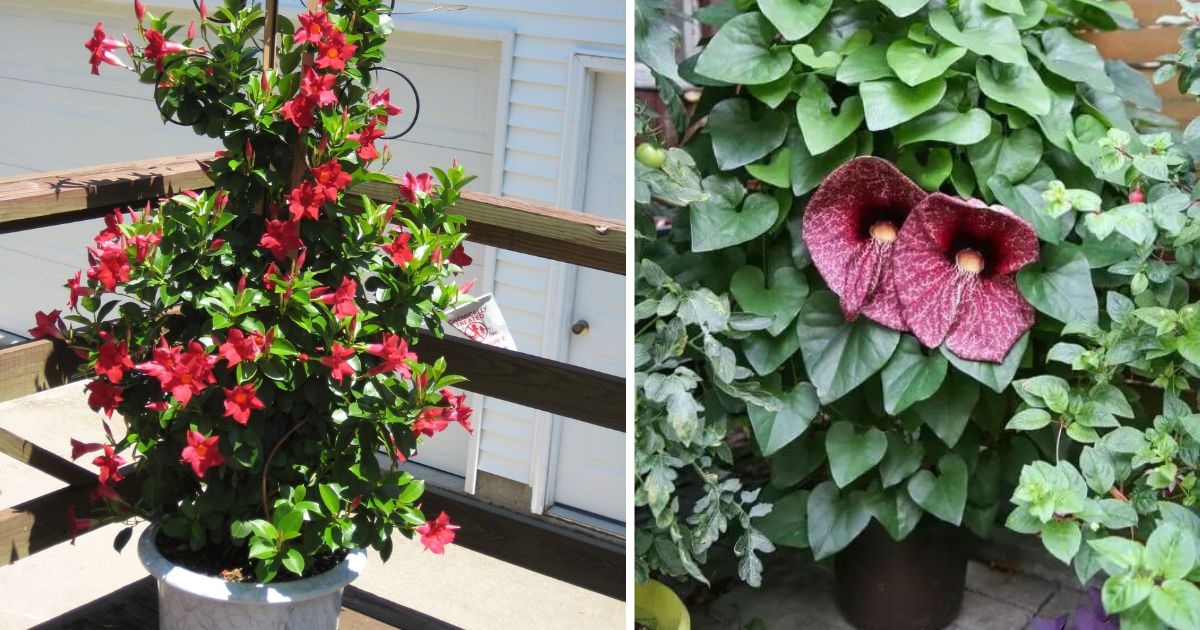 22 Beautiful Vine Plants You Can Grow in Pots and Containers