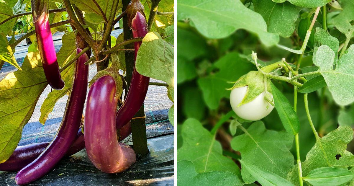 11 Unique Eggplant Varieties That Bring Flavor and Color to Your Garden