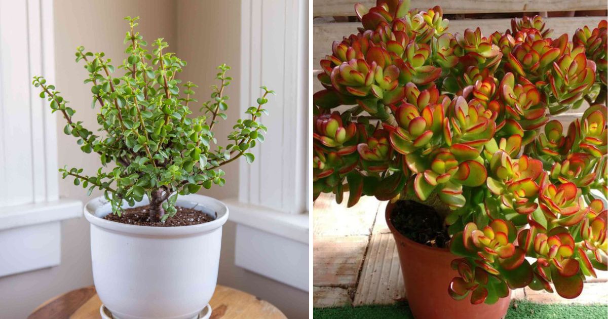 13 Adorable Dwarf Trees You Can Grow Inside Your Home