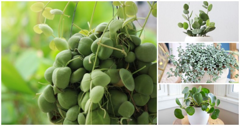 12 Stunning Indoor Plants That Have Round Leaves