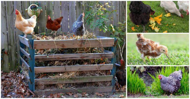 8 Benefits Of Chicken With Garden