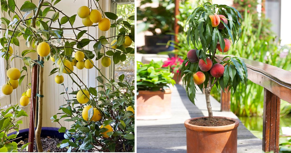 9 Beautiful Indoor Fruit Trees That Bring Life and Harvest to Your Home