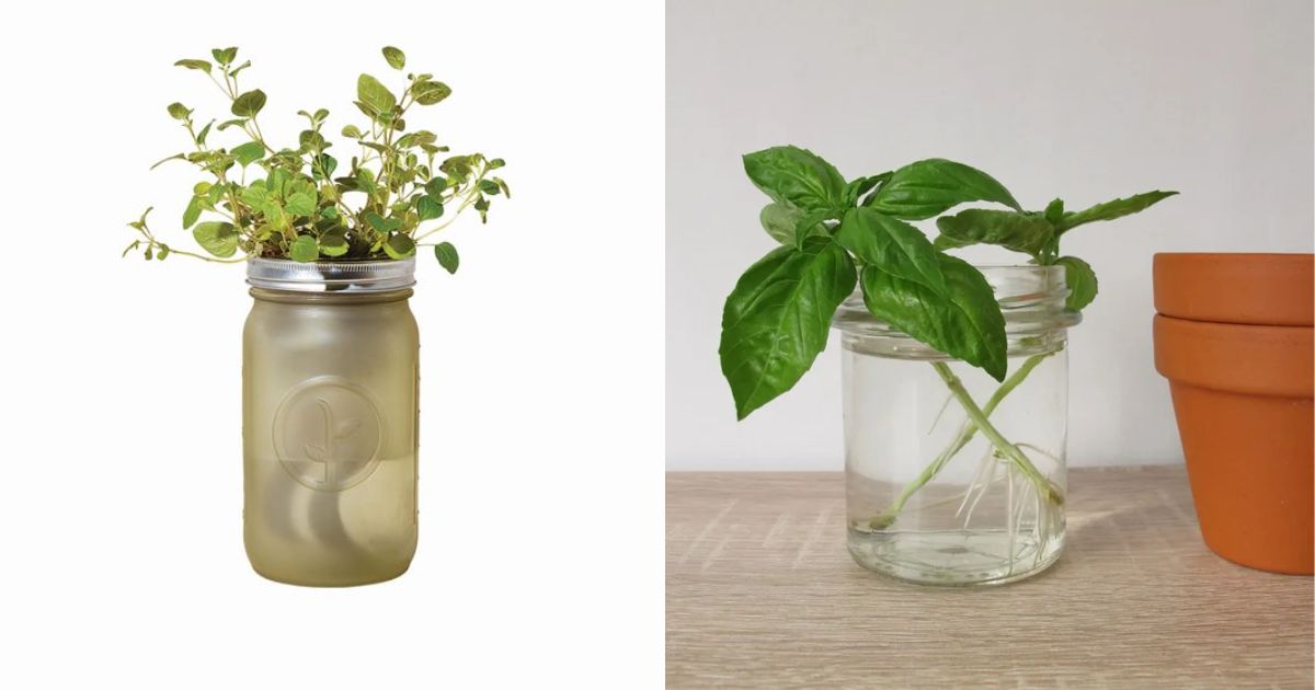 Amazing Benefits of Impepho As A Spiritual And Healing Herb