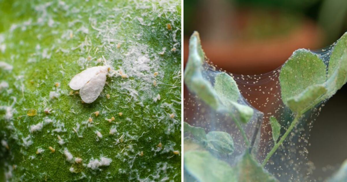 10 Houseplant Pests And Ways To Control Them