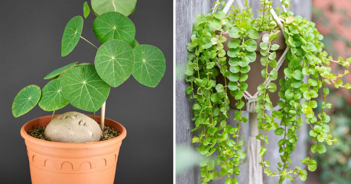 16 Stunning Houseplants with Coin-Shaped Leaves to Bring Charm and Luck ...