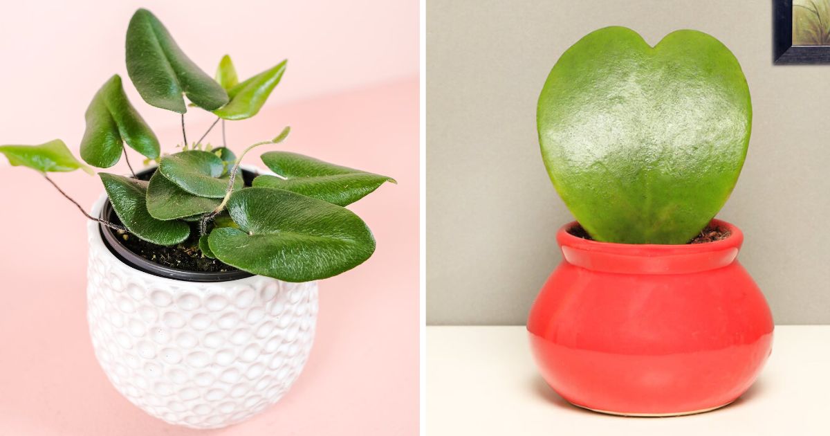 12 Romantic Houseplants That Make Sweet, Lasting Gifts