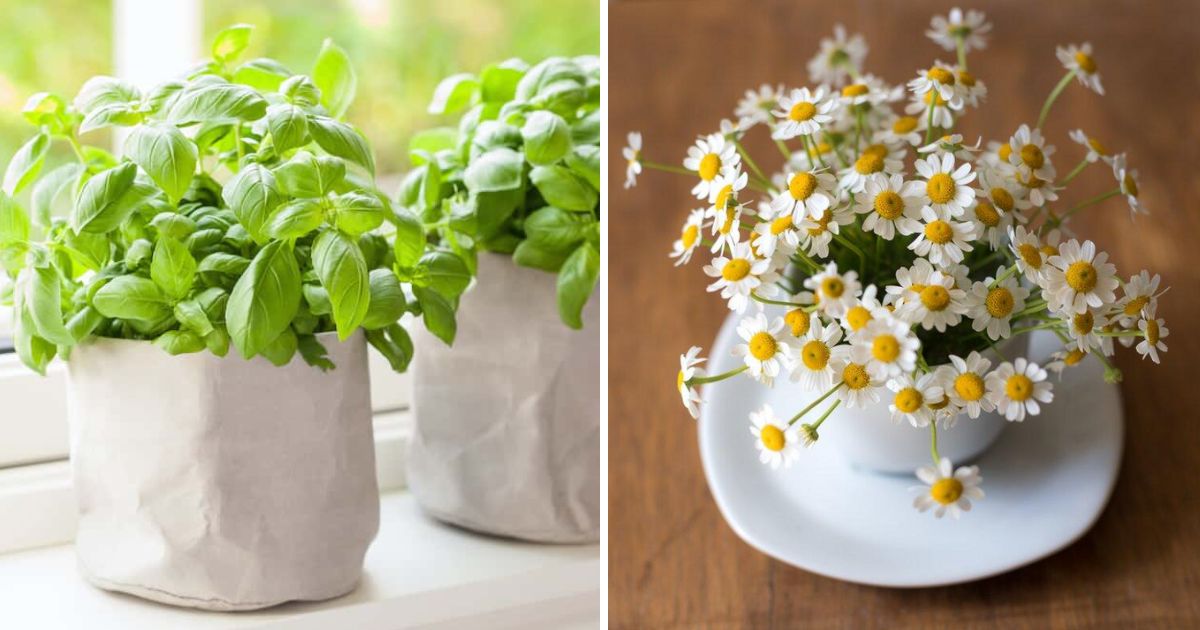 7 Surprisingly Easy Steps To Grow Daffodils From Seeds