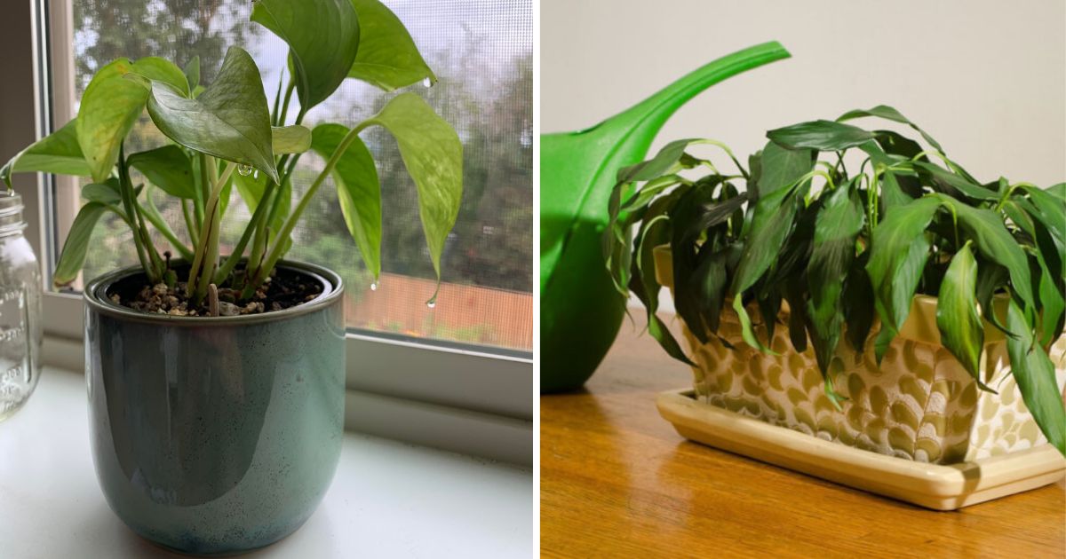 7 Common Houseplant Problems That Might Be Hurting Your Plants Without ...