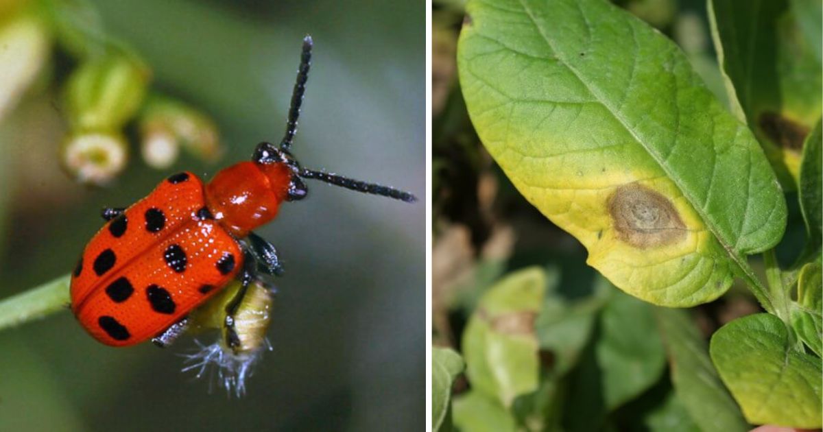 11 Common Spring Pests And Diseases You Should Watch Out To Protect ...