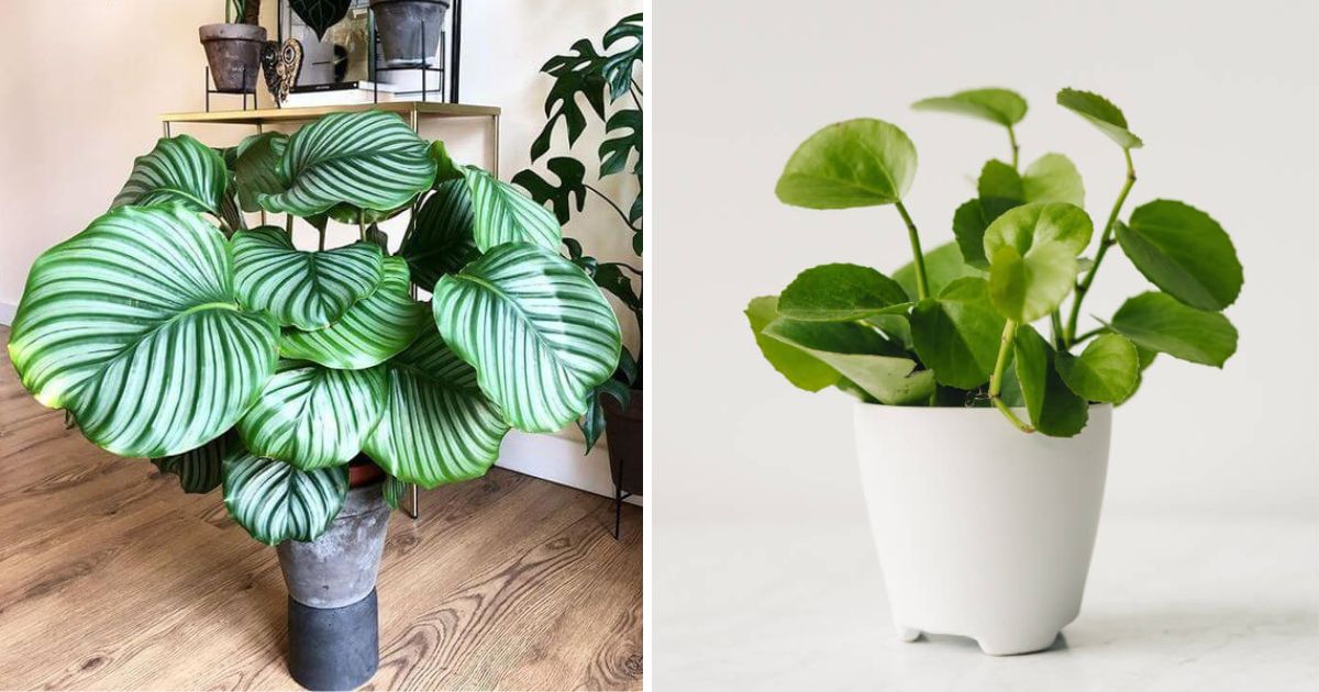 12 Gorgeous Indoor Plants With Round Leaves That Add a Soft Touch to ...
