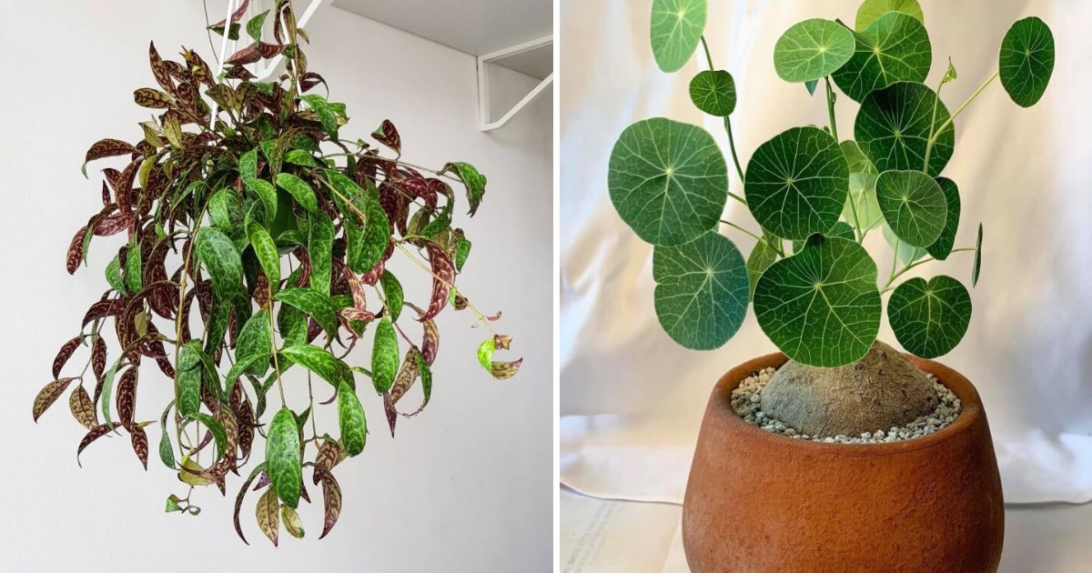 10 Eye-Catching Indoor Vines That Will Instantly Elevate Your Space