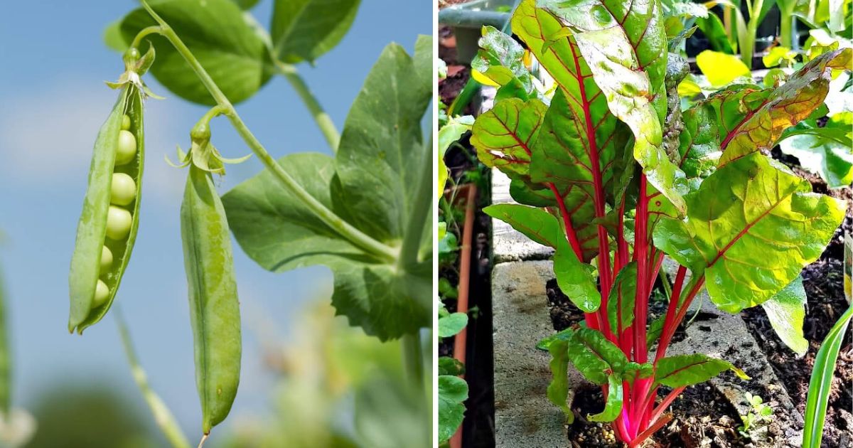 13 Tasty Vegetables You Can Plant in Autumn for a Spring Harvest