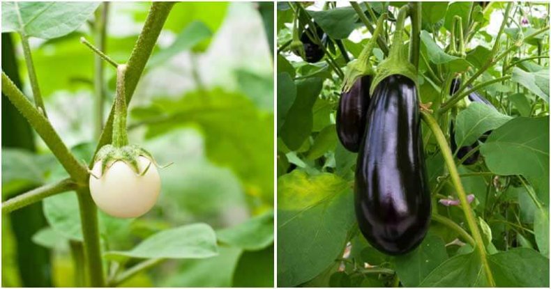 11 Different Eggplant Varieties To Grow In The Garden