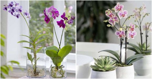 17 DIY Orchid Planter Ideas