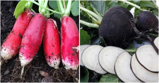 20 Different Types of Radishes To Grow In Containers