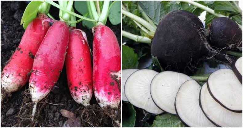 20 Different Types of Radishes To Grow In Containers