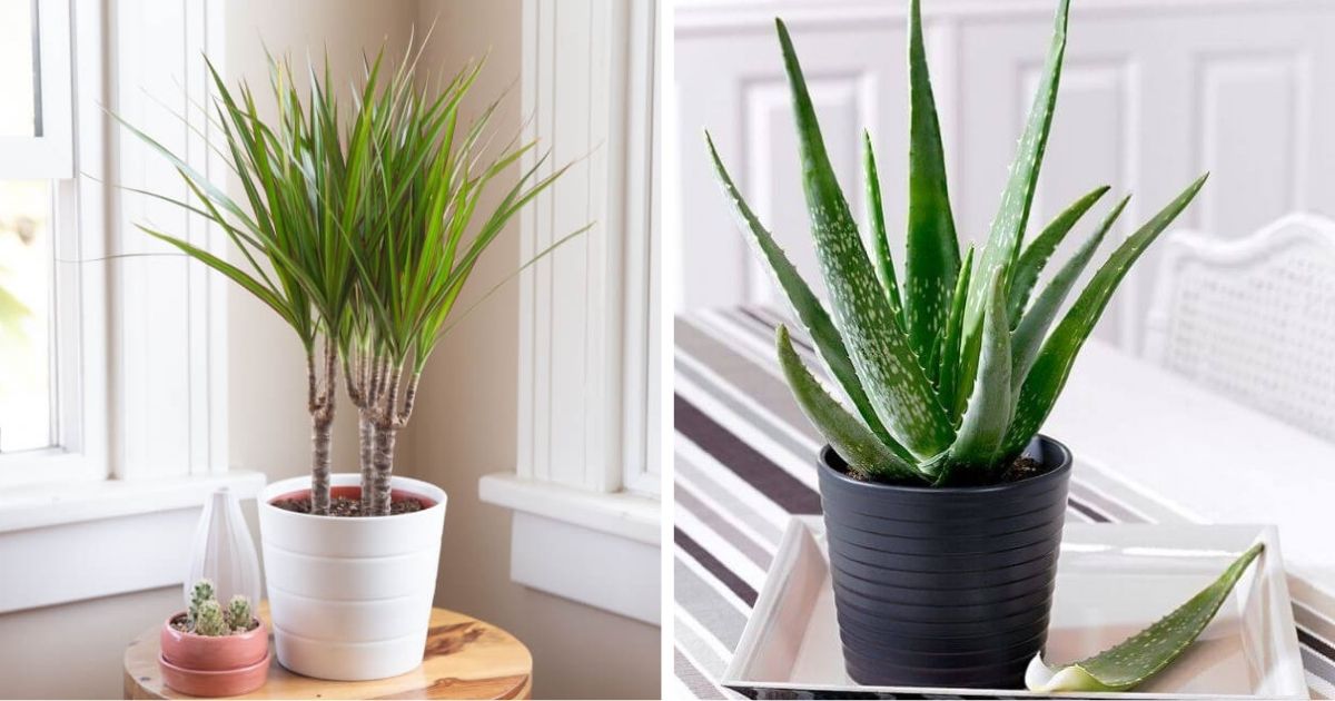 7 Striking Spiky Indoor Plants to Brighten Your Space
