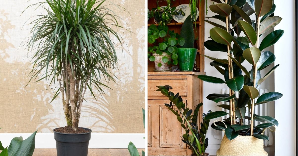 26 Charming Indoor Trees to Liven Up Your Home with Natural Beauty