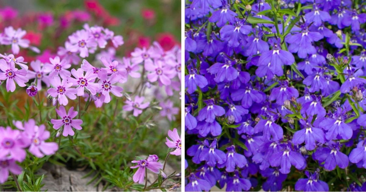 15 Beautiful Cascading Plants for Retaining Walls