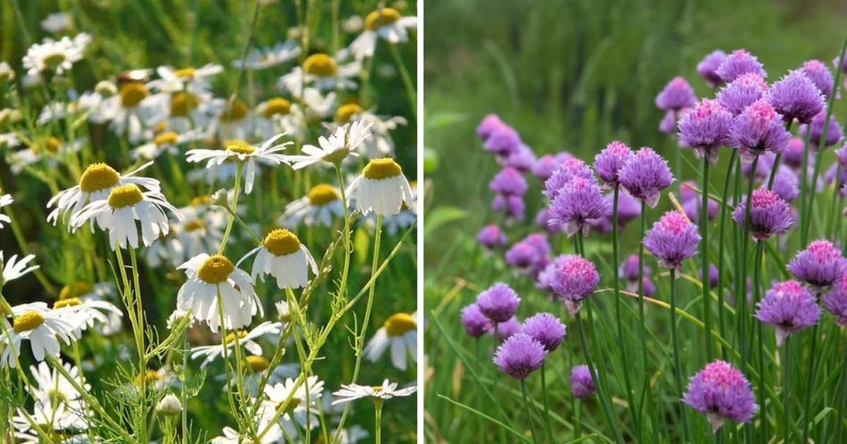 20 Pretty DIY Pebble Arts To Spruce Up Your Garden