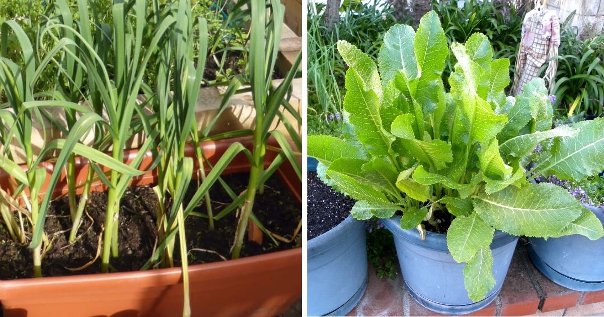 11 Easy Root Vegetables That Grow Beautifully in Containers