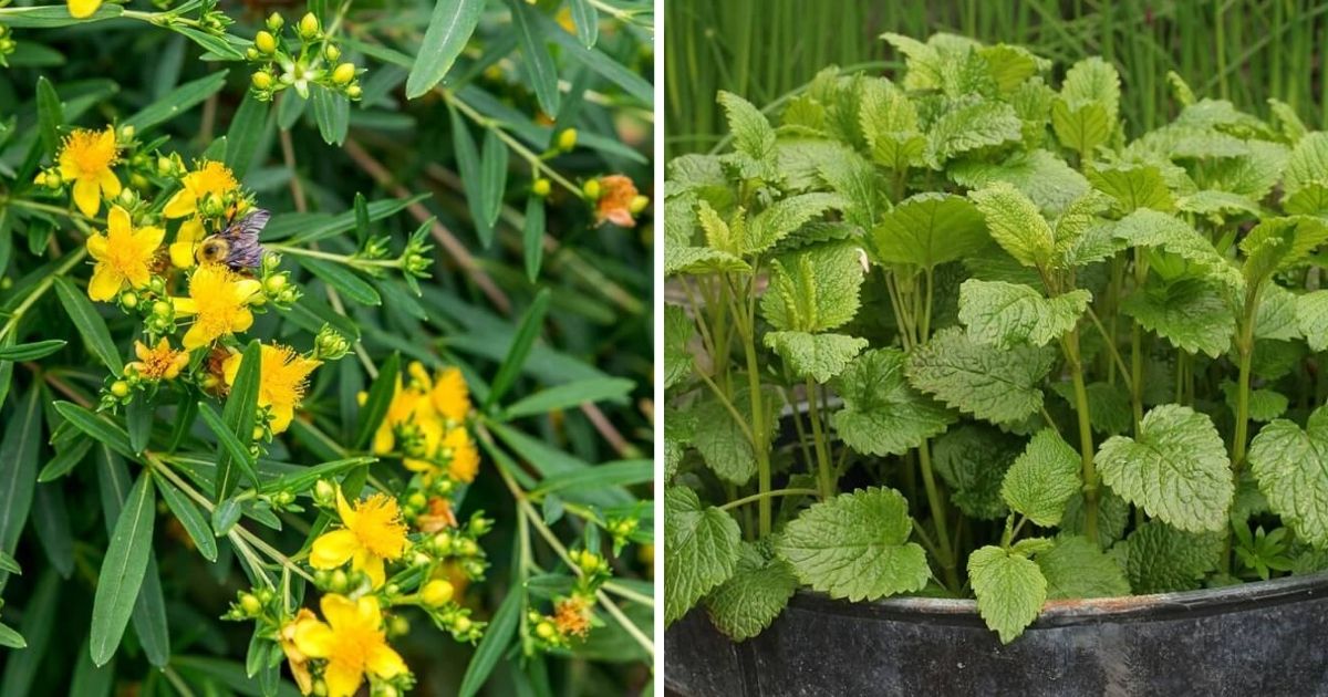 19 Soothing Tea Herbs You Can Grow at Home for Everyday Wellness