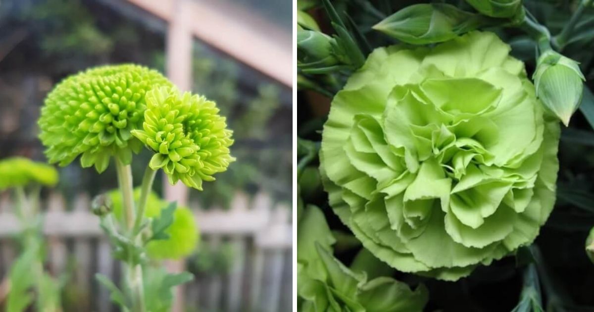 21 Easy-to-Grow Green Flowers That Bring Fresh Beauty to Your Garden