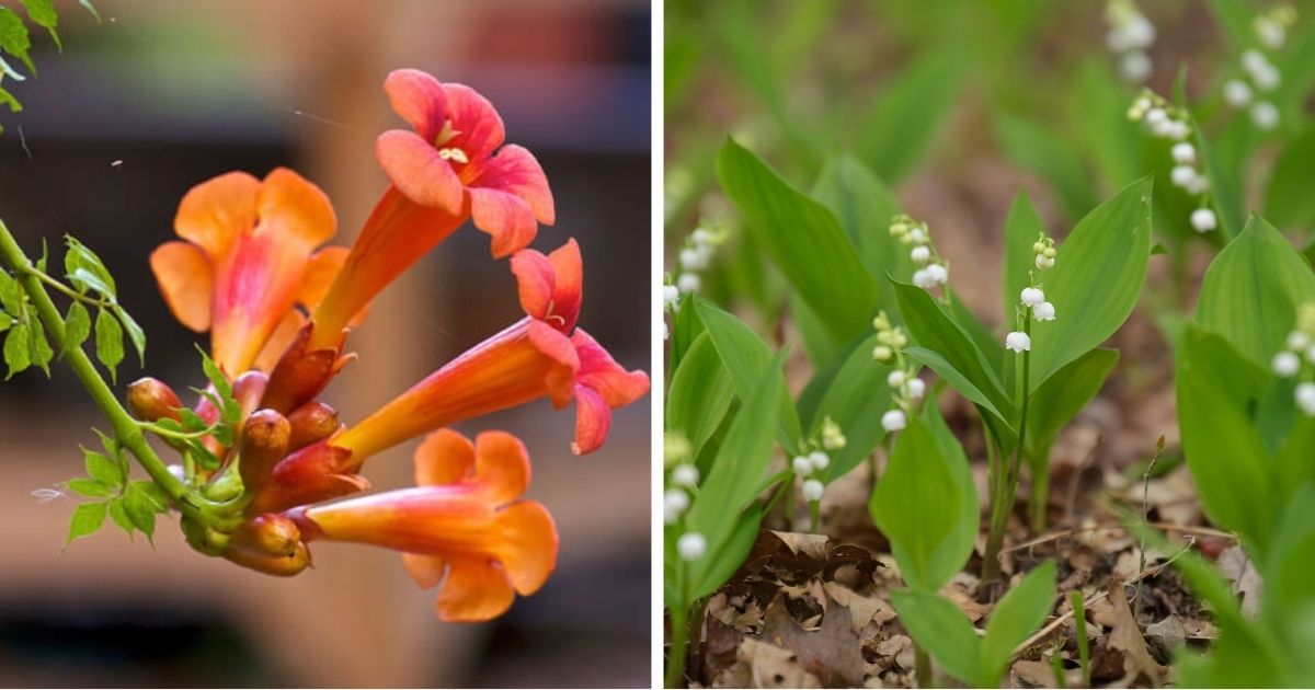 10 Beautiful Plants That Love Moist Soil and Thrive in Damp Gardens