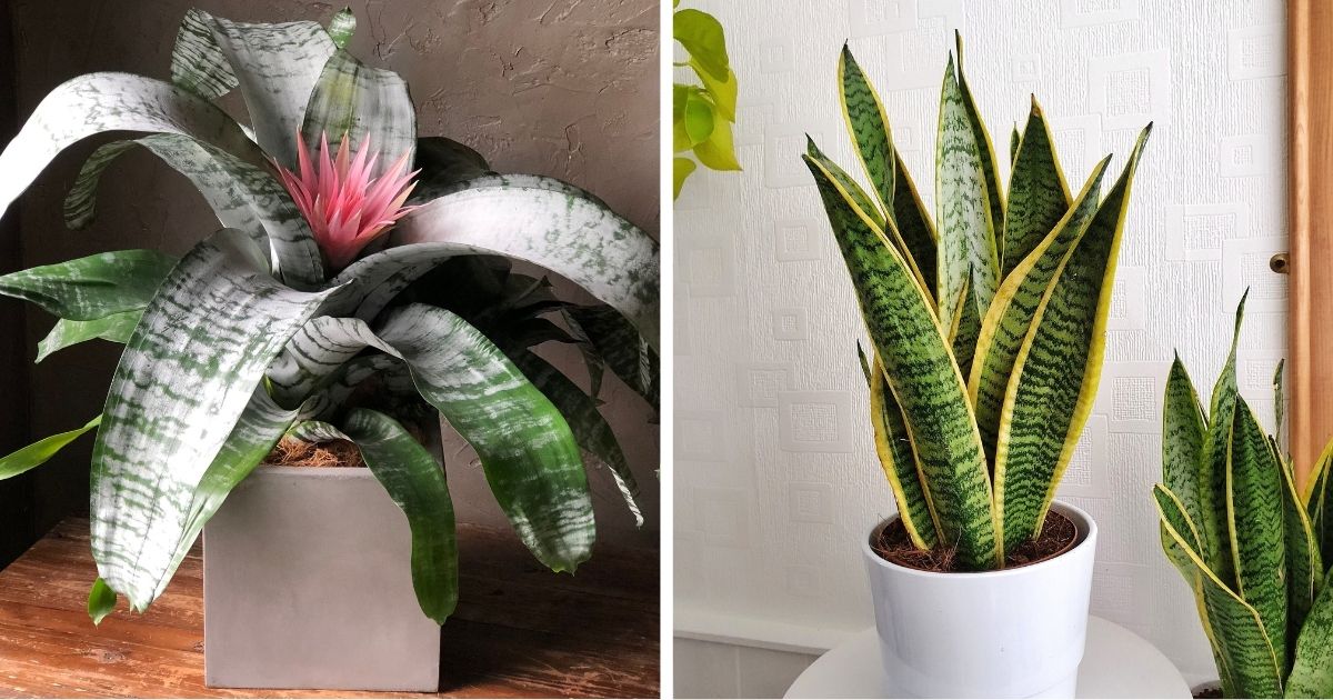 15 Striking Indoor Plants with Stunning Zebra-Like Patterns
