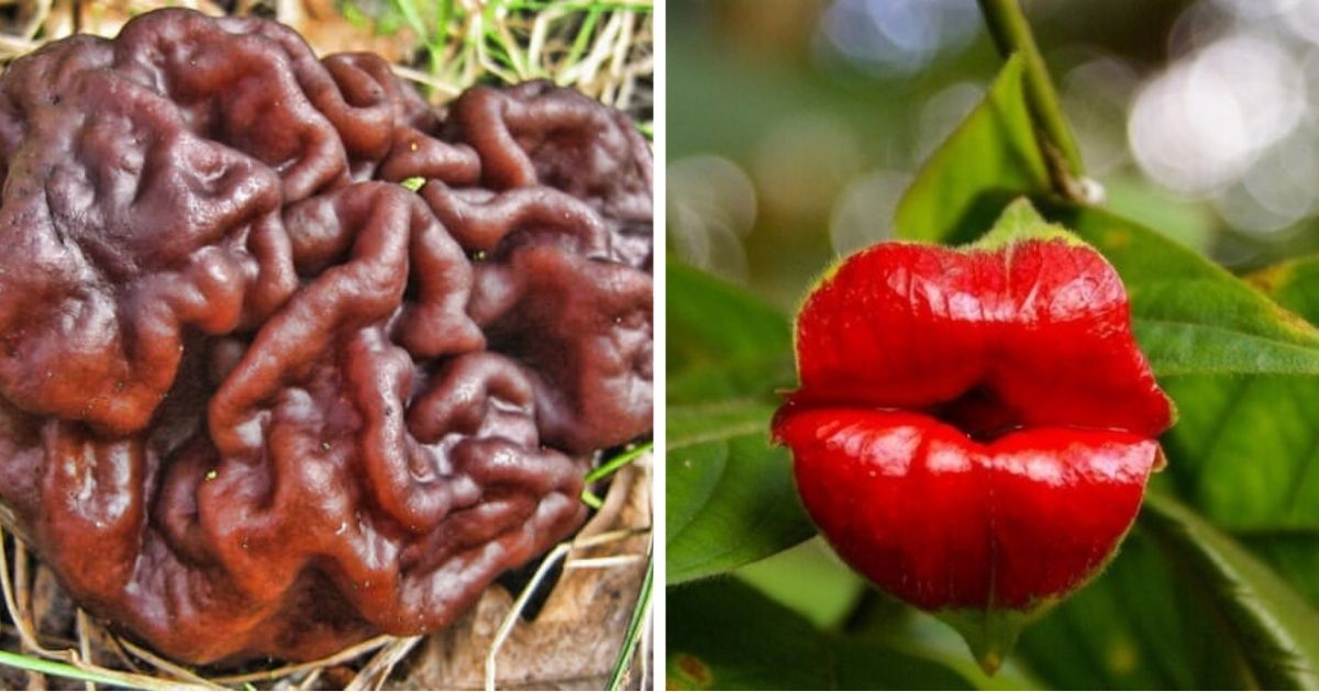 6 Unique Plants That Look Like Human Body Parts