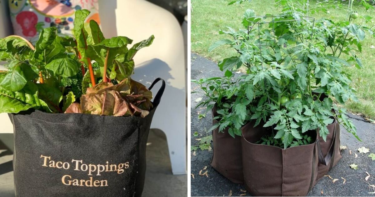 12 Easy-to-Grow Vegetables That Thrive in Bags