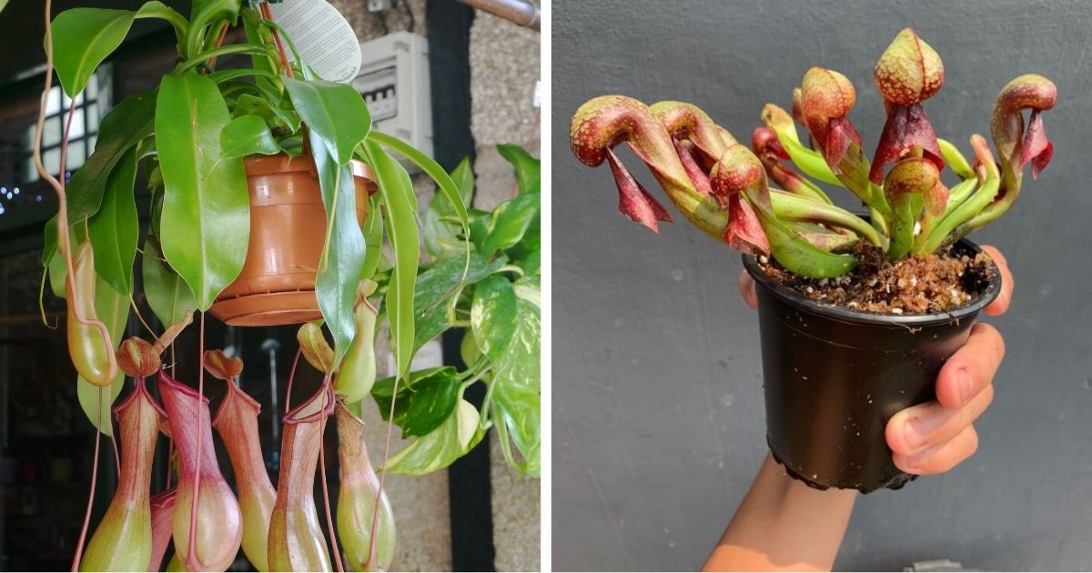 12 Fascinating Carnivorous Plants That Feast on Bugs