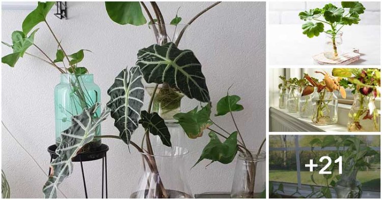 25 Common Houseplants That Can Be Grown Well In Vases