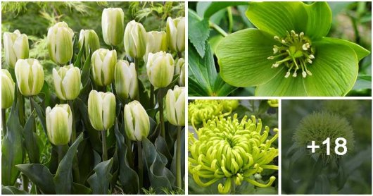 21 Easy to grow Green Flower Varieties