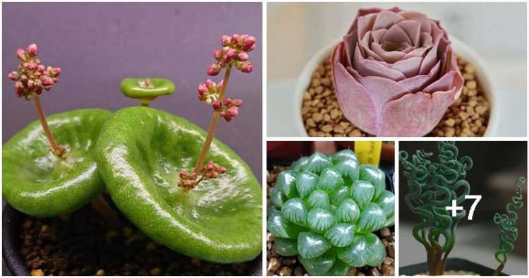 11 Most Unusual Houseplants