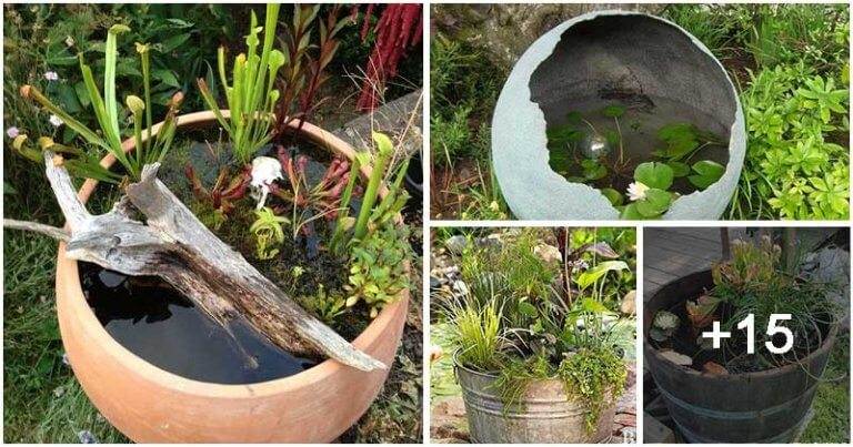 19 Creative Container Pond Ideas